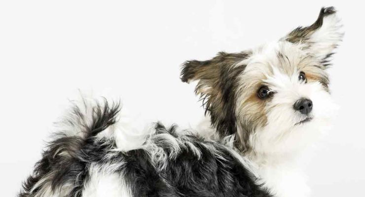 Havanese Mixes - All Of The Shapes And Sizes