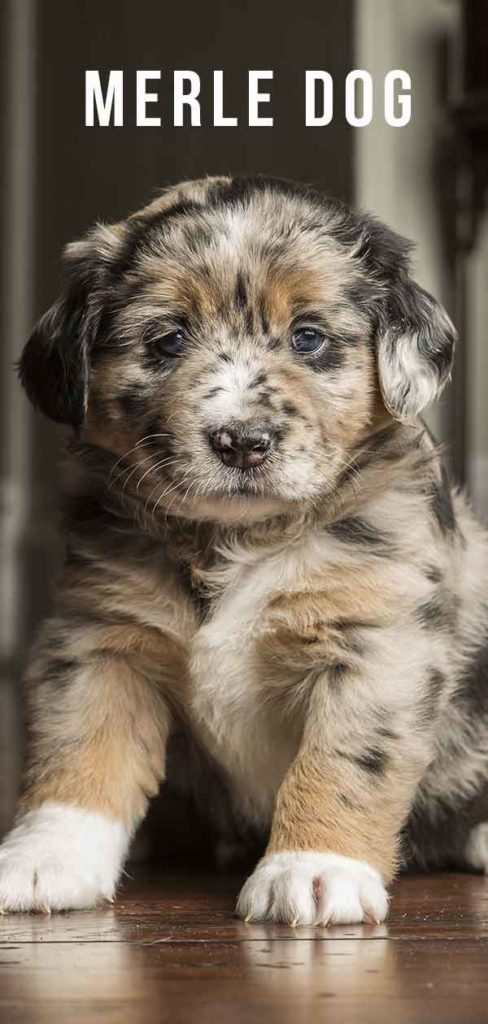 Merle Dog Information Center - Discover the Beauty and the Dangers