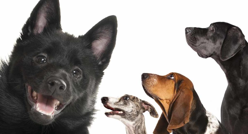 Schipperke Mixes - Unusual Hybrids From An Uncommon Breed