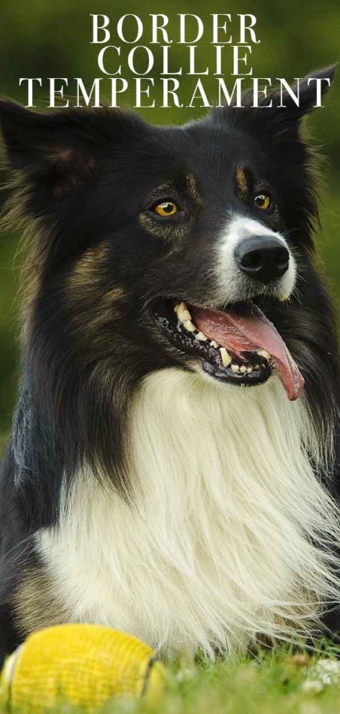 Boder Collie Temperament - From Hard Worker to Pampered Pet