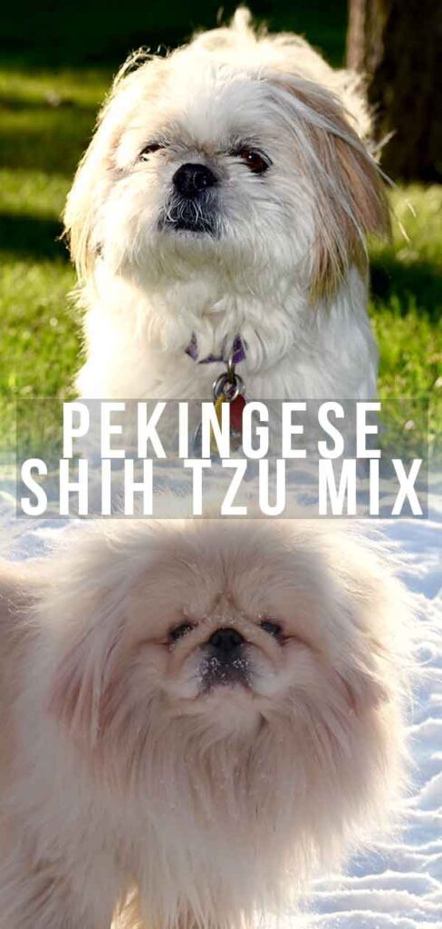 Pekingese Shih Tzu Mix – A Big Personality in a Small Package