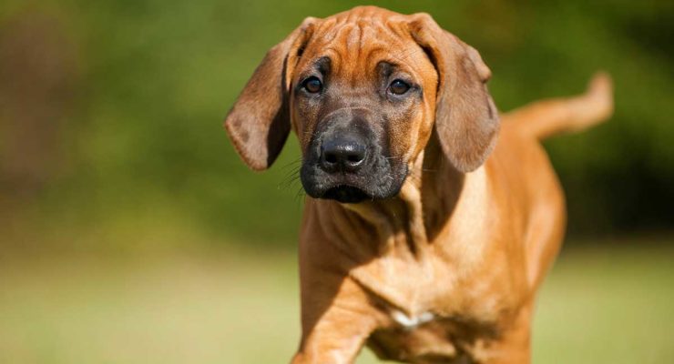 Red Dog Breeds - 20 Striking Examples To Choose From