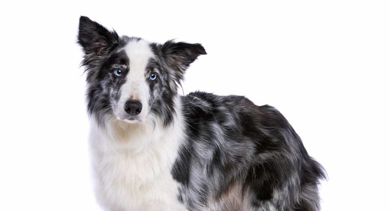 Spotted Dog Breeds: 18 Dogs With Spots, Splodges, And Speckles