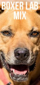 Boxer Lab Mix - Boxador Breed Traits and Care