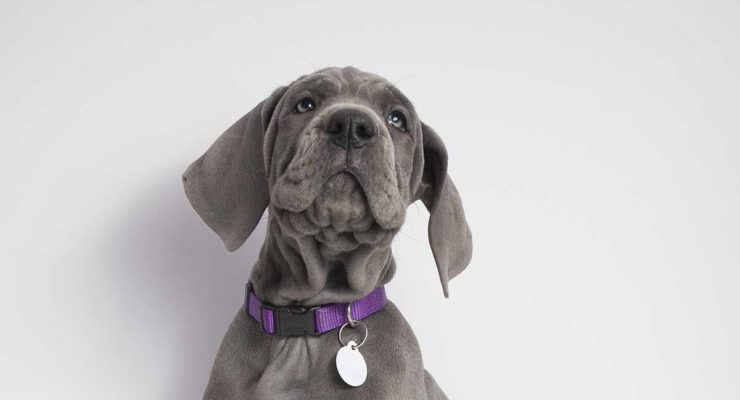 Razas de perros azules: 20 hermosas razas azules que ' amarás | Volta