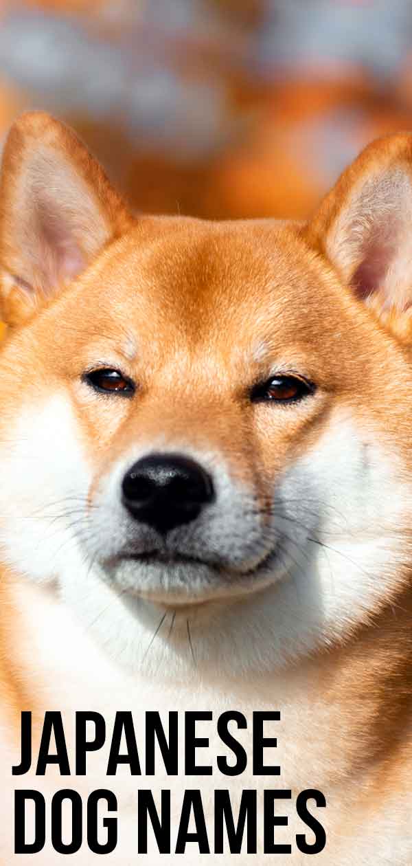 Japanese Dog Names Over 200 Dog Names Inspired By Japan Japanese Dog Names Over 200 Dog Names Inspired By Japan