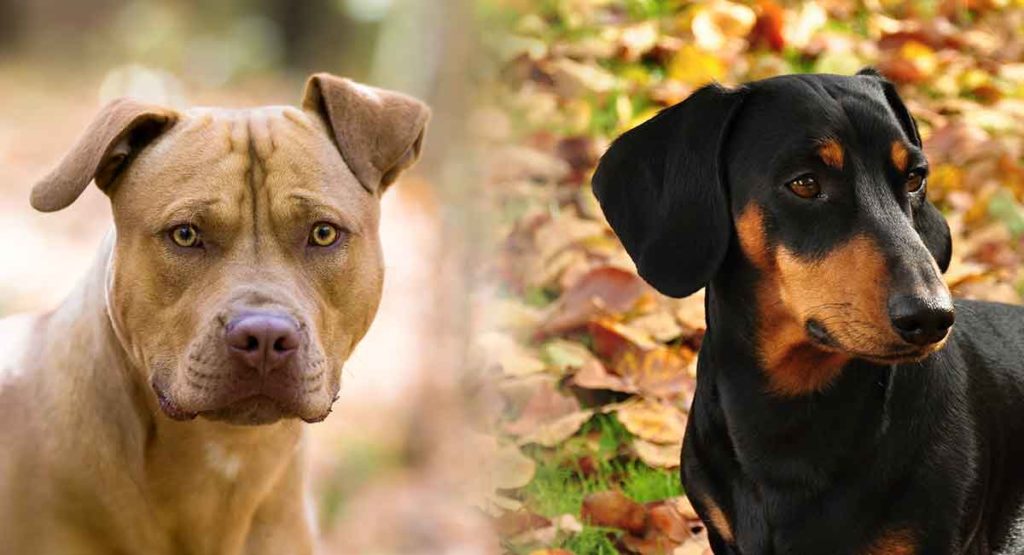 Pitbull Dachshund Mix - Loyal Companion or Lazy Lapdog?