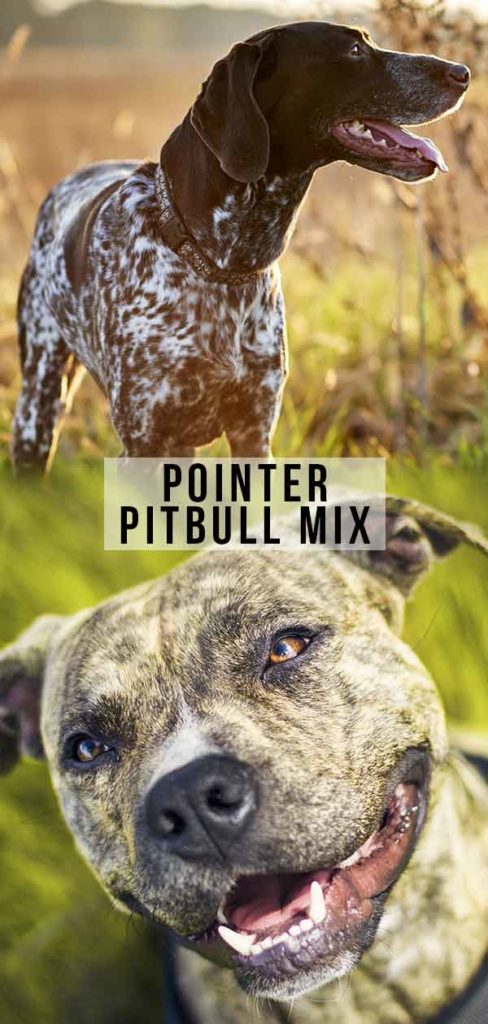 Pointer Pitbull Mix - Is This Lively Cross The Right Choice For You?