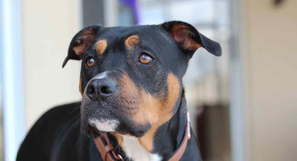 Tri Color Pitbull - Their Patterns, Shades And Genetics