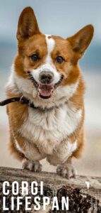 Corgi Lifespan – How Long Do the Different Corgis Live?
