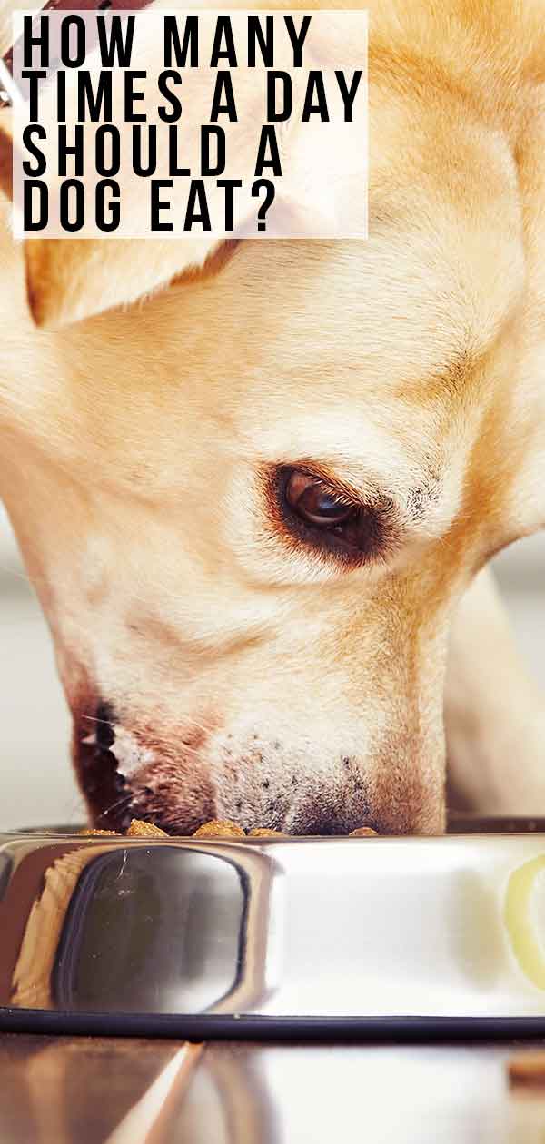 How Many Times A Day Should A Dog Eat Planning Meal Times
