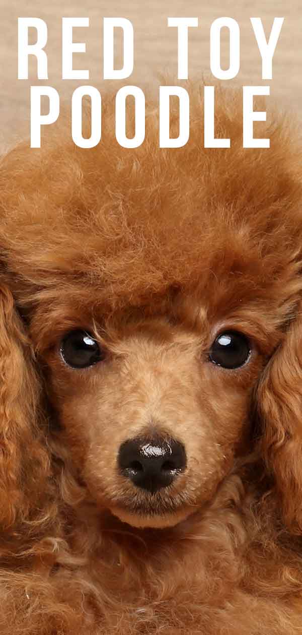 Red Toy Poodle All About This Stunning And Rare Color Red Toy Poodle All About This Stunning And Rare Color