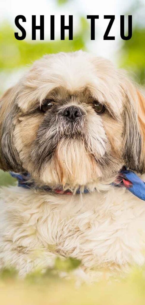 Life with an Adult Shih Tzu - Pros, Cons and Full Grown Shih Tzu stats