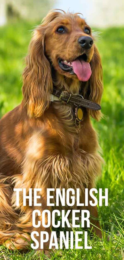 English Cocker Spaniel - A Complete Guide To An Active Dog Breed