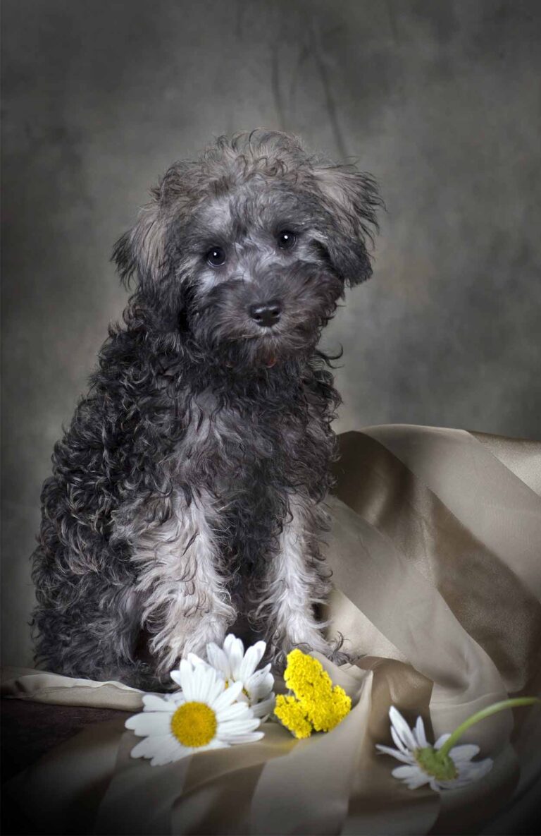 Poodle Mixes - The Twenty Most Popular Doodle Dogs