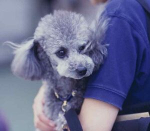 Toy Poodle - All About The World's Cutest, Curliest Dog Breed
