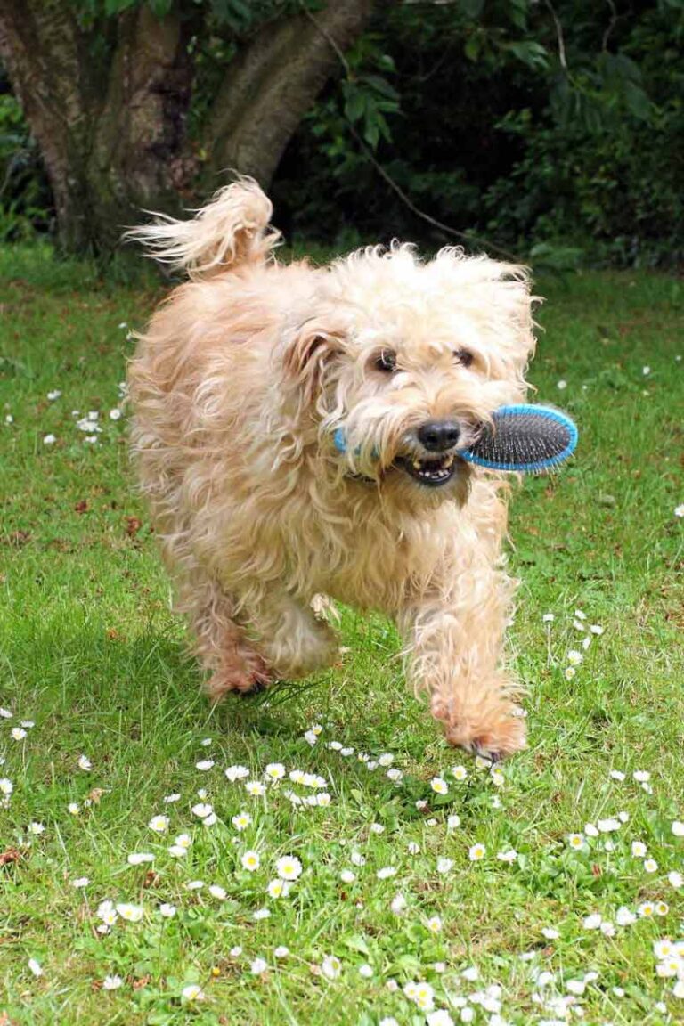 Poodle Mixes - The Twenty Most Popular Doodle Dogs