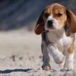 Different Types Of Dogs: The Dog Breed Groups Explained