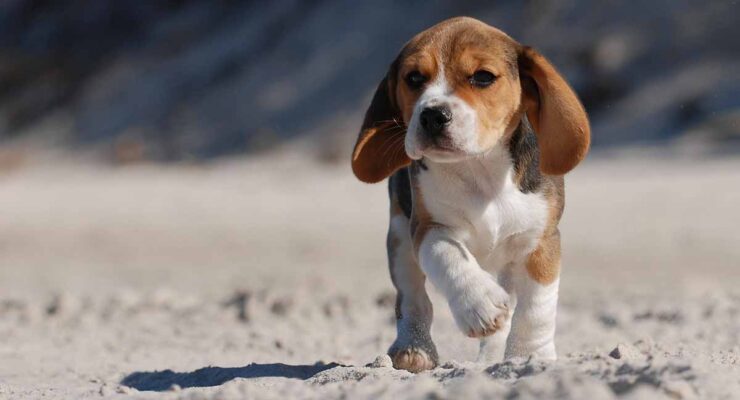 20 Fascinating Beagle Facts - How Many Do You Know?