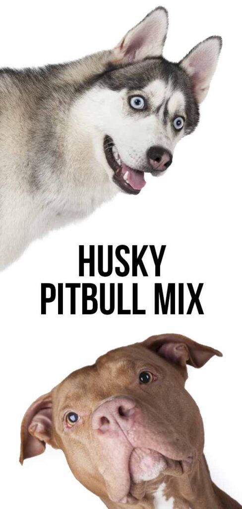 Pitbull Husky Mix - Pitsky Breed Traits and Care Guide