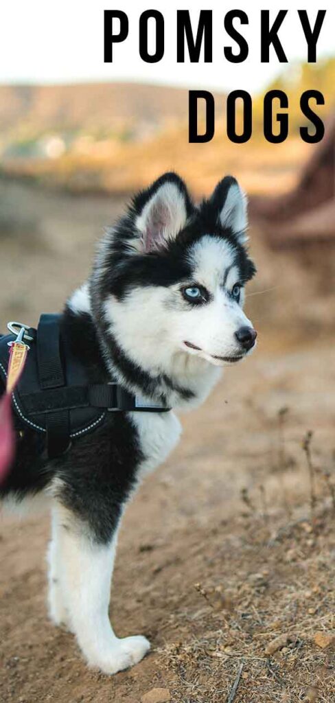 Pomsky Dog Breed Information - A Guide To The Husky Pomeranian Mix