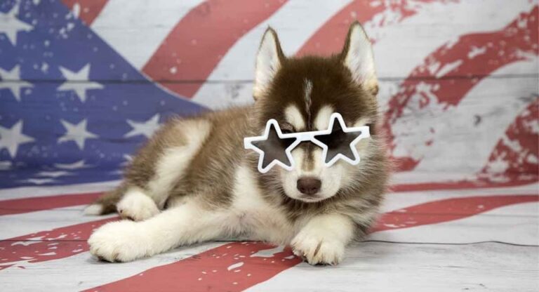 Pomsky Dog Breed Information - A Guide To The Husky Pomeranian Mix