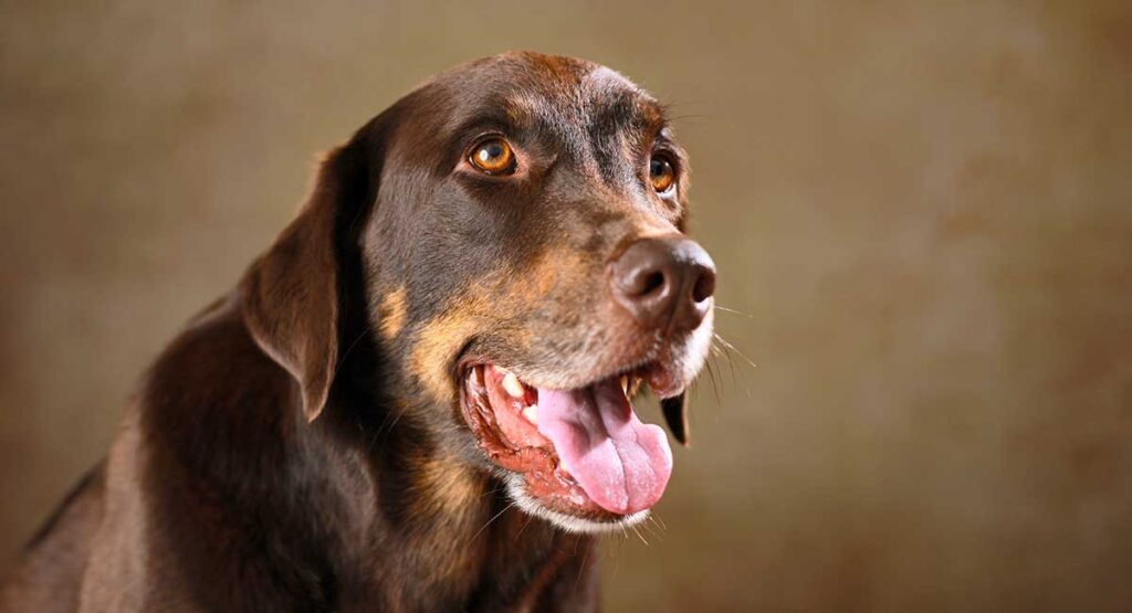 Labrottie - Your Guide To The Labrador Rottweiler Mix