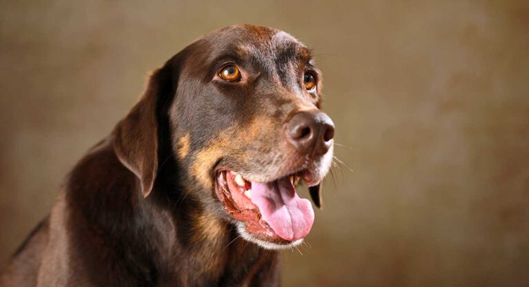 Labrottie - Your Guide To The Labrador Rottweiler Mix
