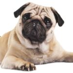 Different Types Of Dogs: The Dog Breed Groups Explained
