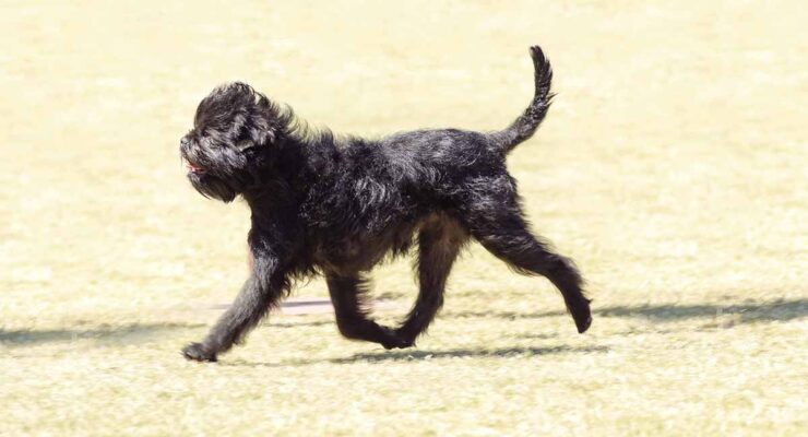 Wire Haired Dogs - Pros and Cons of these Beautiful Breeds