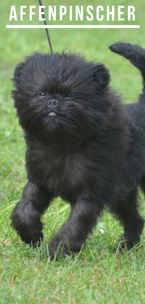 Affenpinscher Dog Breed Information Center - A Complete Guide