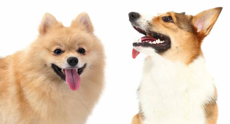 Corgi Pomeranian Mix - Is deze populaire kruising iets voor jou ...