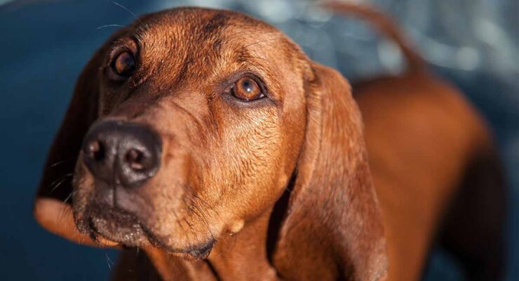 Red Dog Breeds - 20 Striking Examples To Choose From