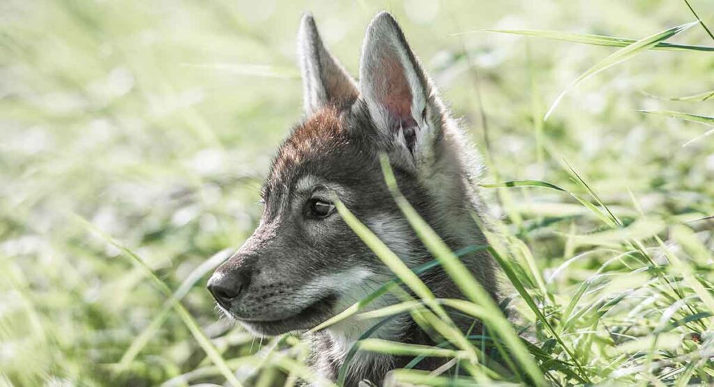Sorrel Wilson, Author at The Happy Puppy Site