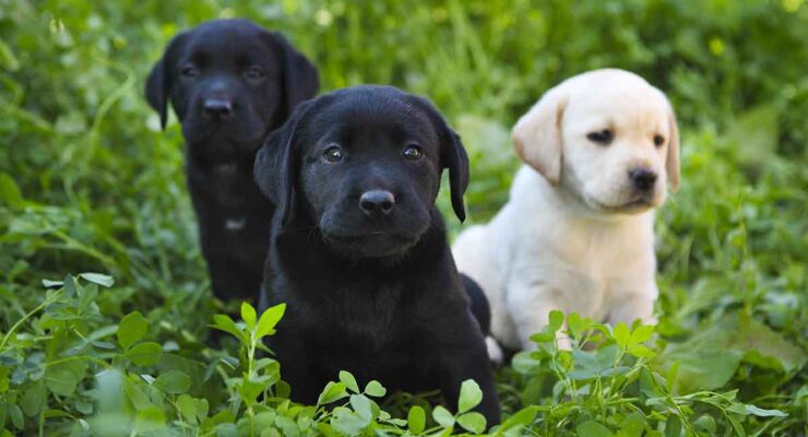 Baby Labrador - What You Need to Know as a Puppy Parent