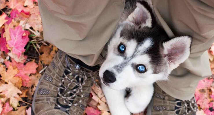 Husky Colors, Patterns and the Meanings Behind The Coats