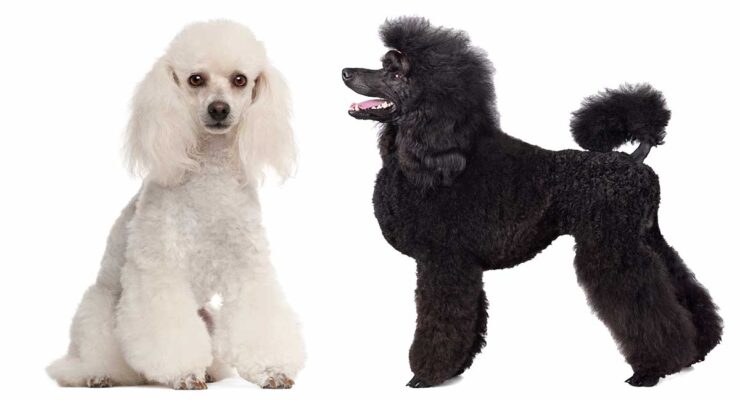 Different Types Of Poodles - From Toy To Standard Size