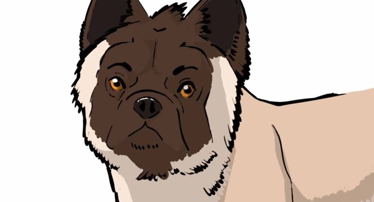 Long Haired French Bulldog - Fluffy Frenchie Breed Traits