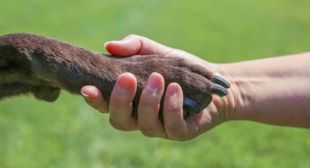 Emotional Support Dog Choosing The Right Certification emotional-support-dog-choosing-the-right-certification