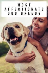 Most Affectionate Dog Breeds - The Top 20 Cuddly Canines