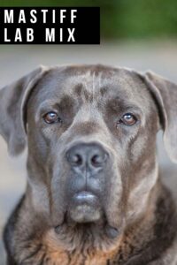 Mastiff Lab Mix - A Complete Guide To The Mastador Dog