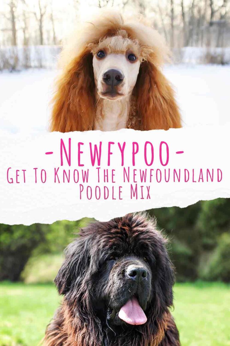 Newfypoo Breed Traits, Care and Newfound Poodle Mix Personality