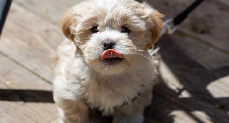 Shichon Dog Guide - Meet The Bichon Frise Shih Tzu Mix