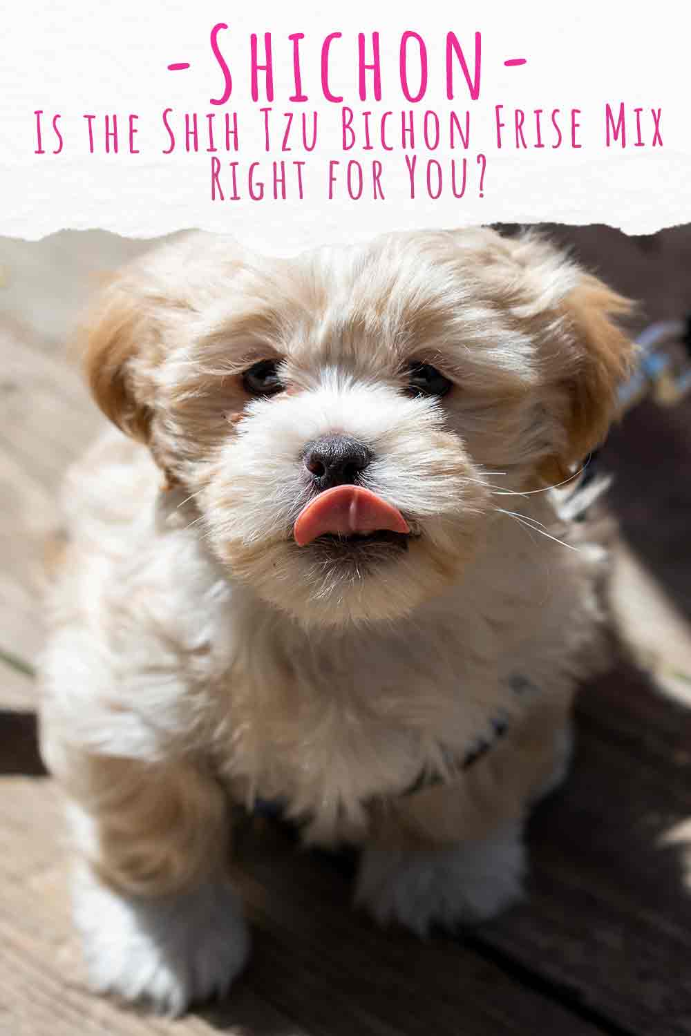 Shichon Dog Guide - Meet The Bichon Frise Shih Tzu Mix