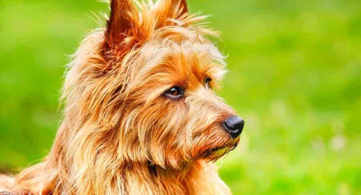 Golden Dog Breeds - Meet 20 Gorgeous Gold Dogs