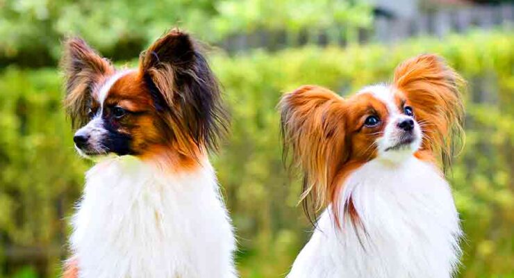 Toy Dog Breeds – Which Tiny Pup Should You Bring Home?