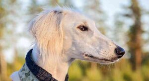 Long Face Dog – Dolichocephalic Dog Breeds