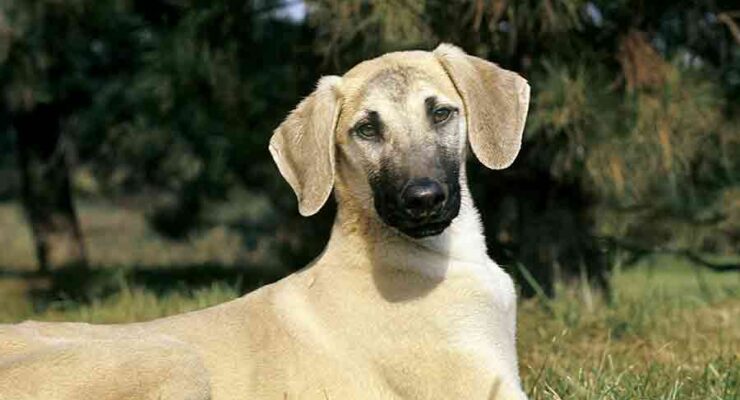 African Dog Breeds: Discover The Beautiful Pups of Africa