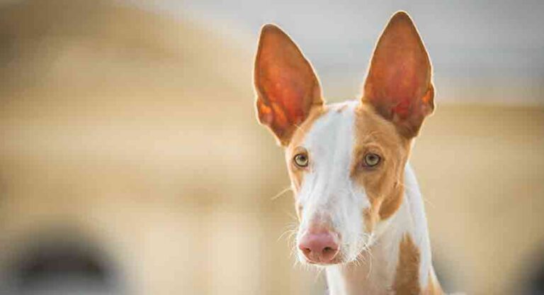Spanish Dog Breeds: Discover The Fabulous Dog Breeds From Spain