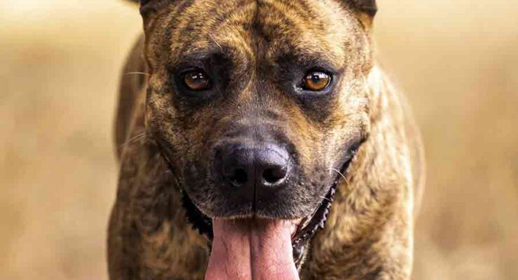 Spanish Dog Breeds: Discover The Fabulous Dog Breeds From Spain